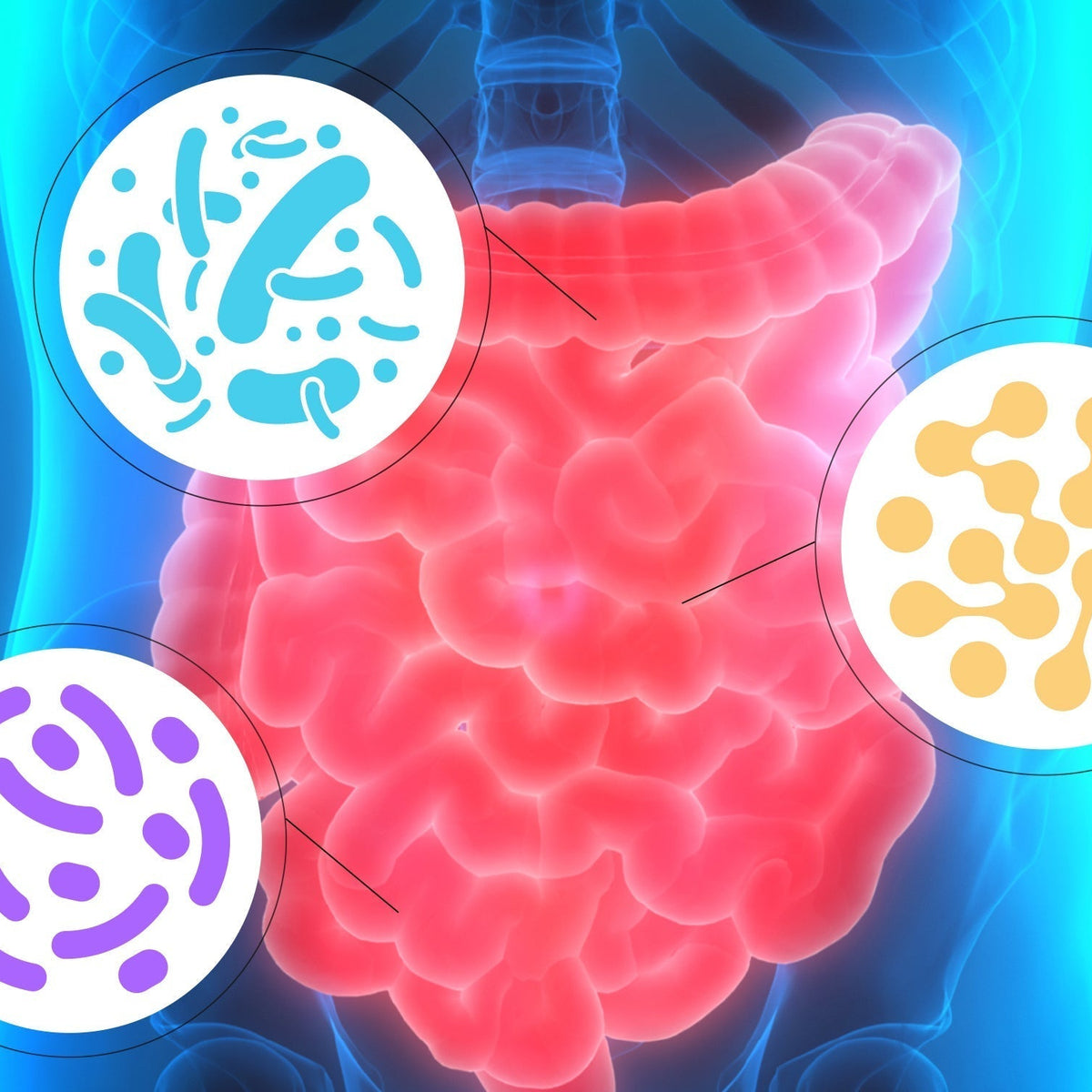 Gut Health 101: Making Sense of Probiotics, Fiber, Enzymes & “Detox ...