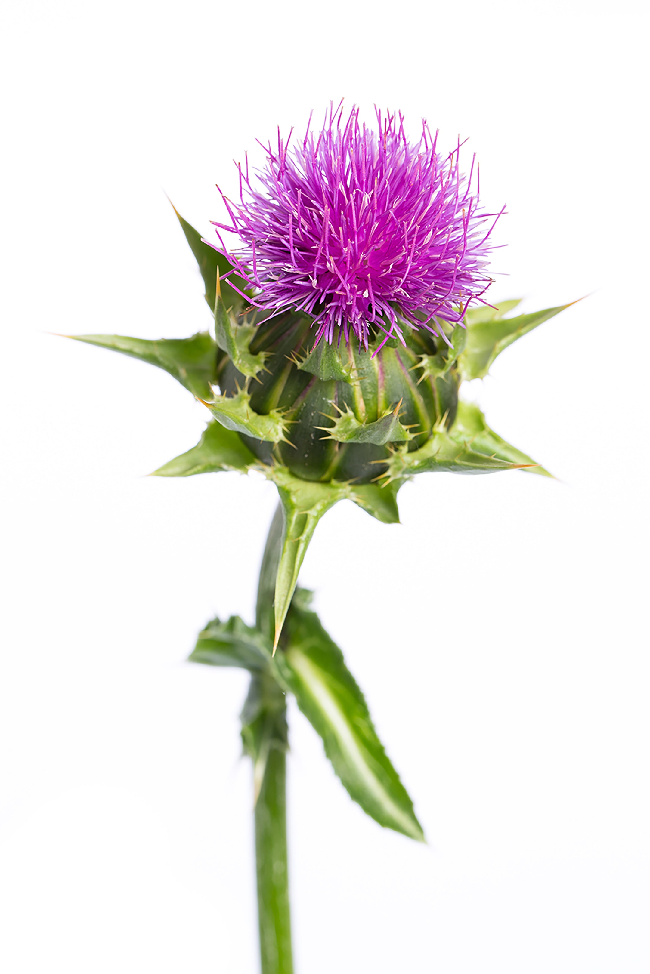 MILK THISTLE Nutritional Information – oxyenergy